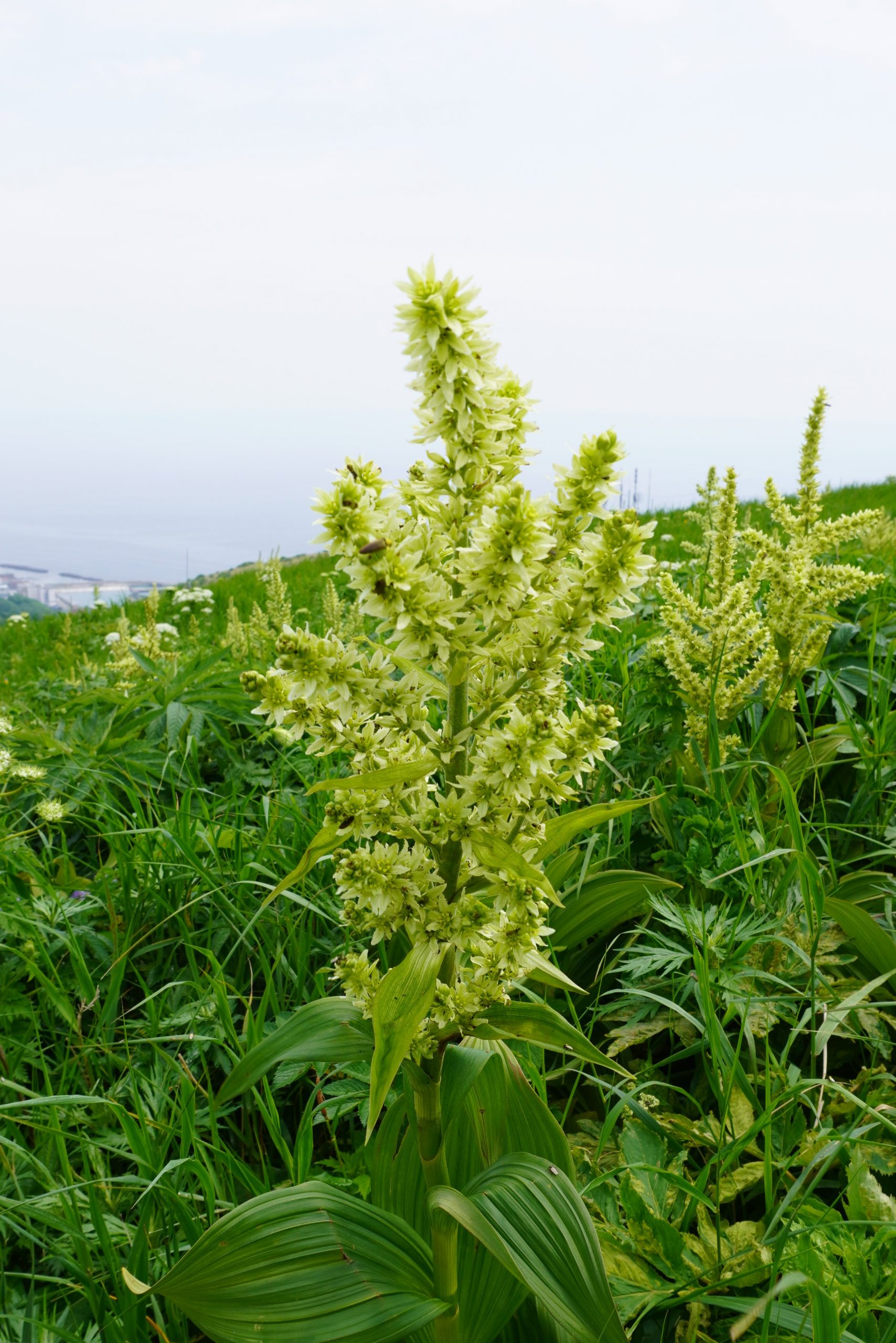 Japan Travels Part 5: Flowers of Rebun Island – Angie and Adam