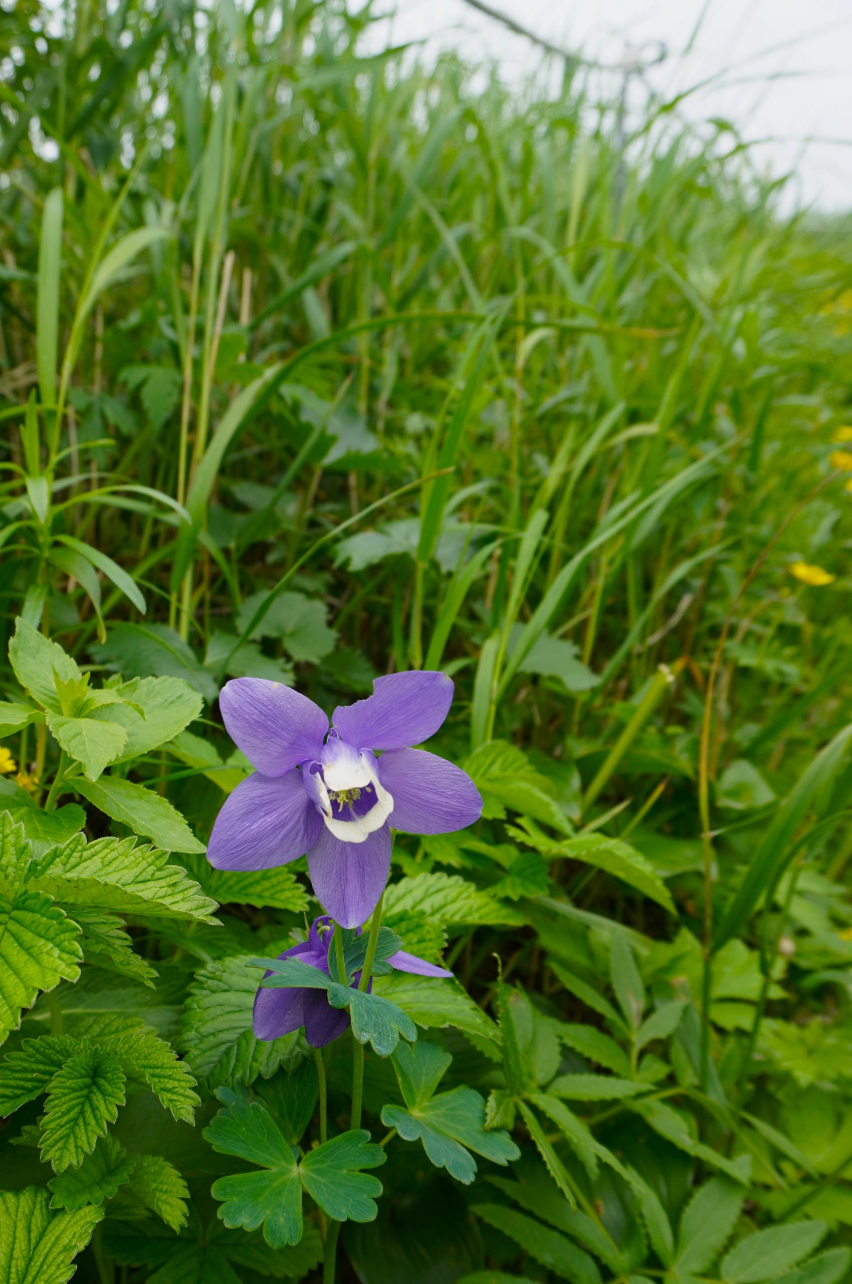 Japan Travels Part 5: Flowers of Rebun Island – Angie and Adam