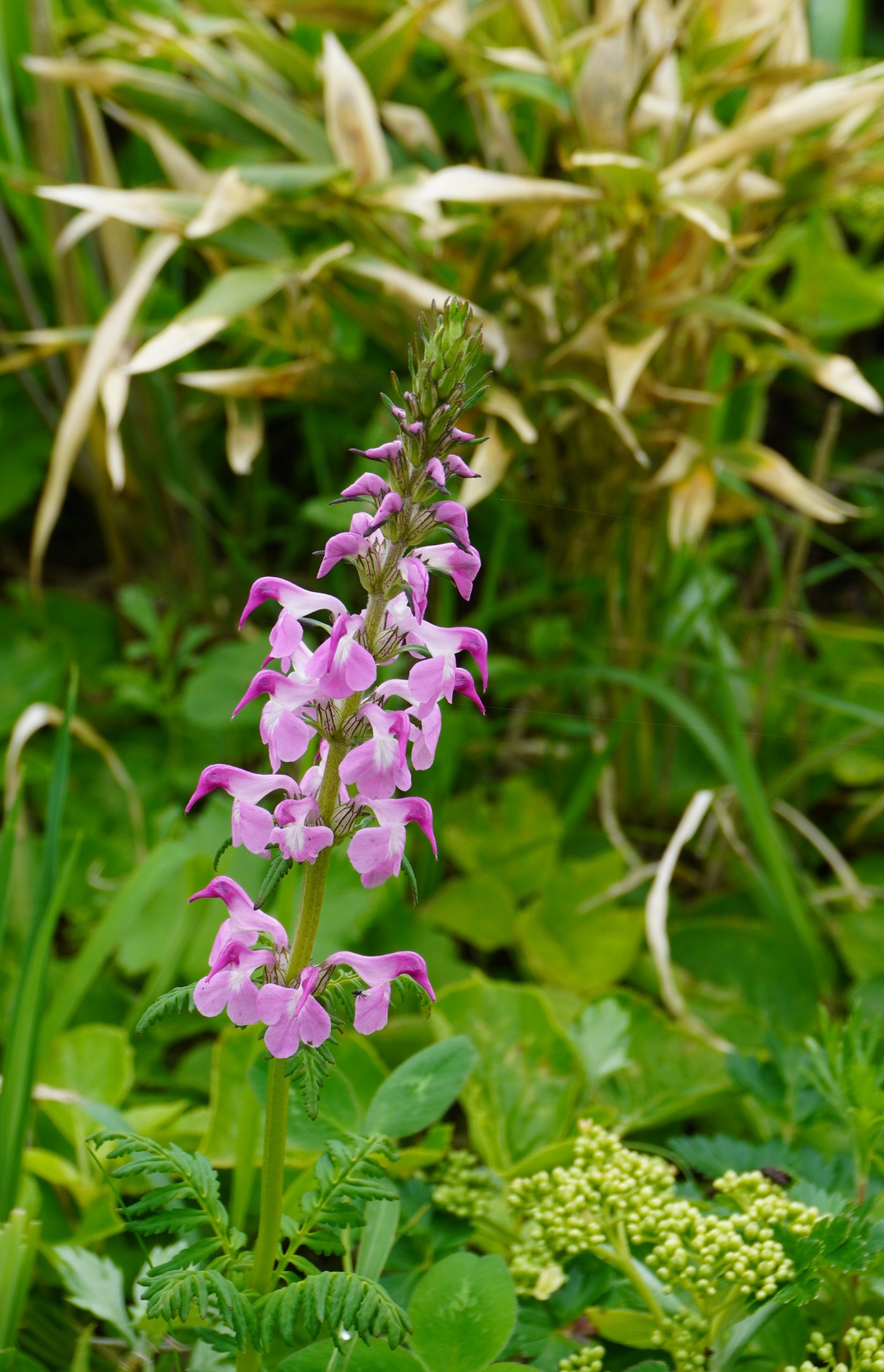 Japan Travels Part 5: Flowers of Rebun Island – Angie and Adam